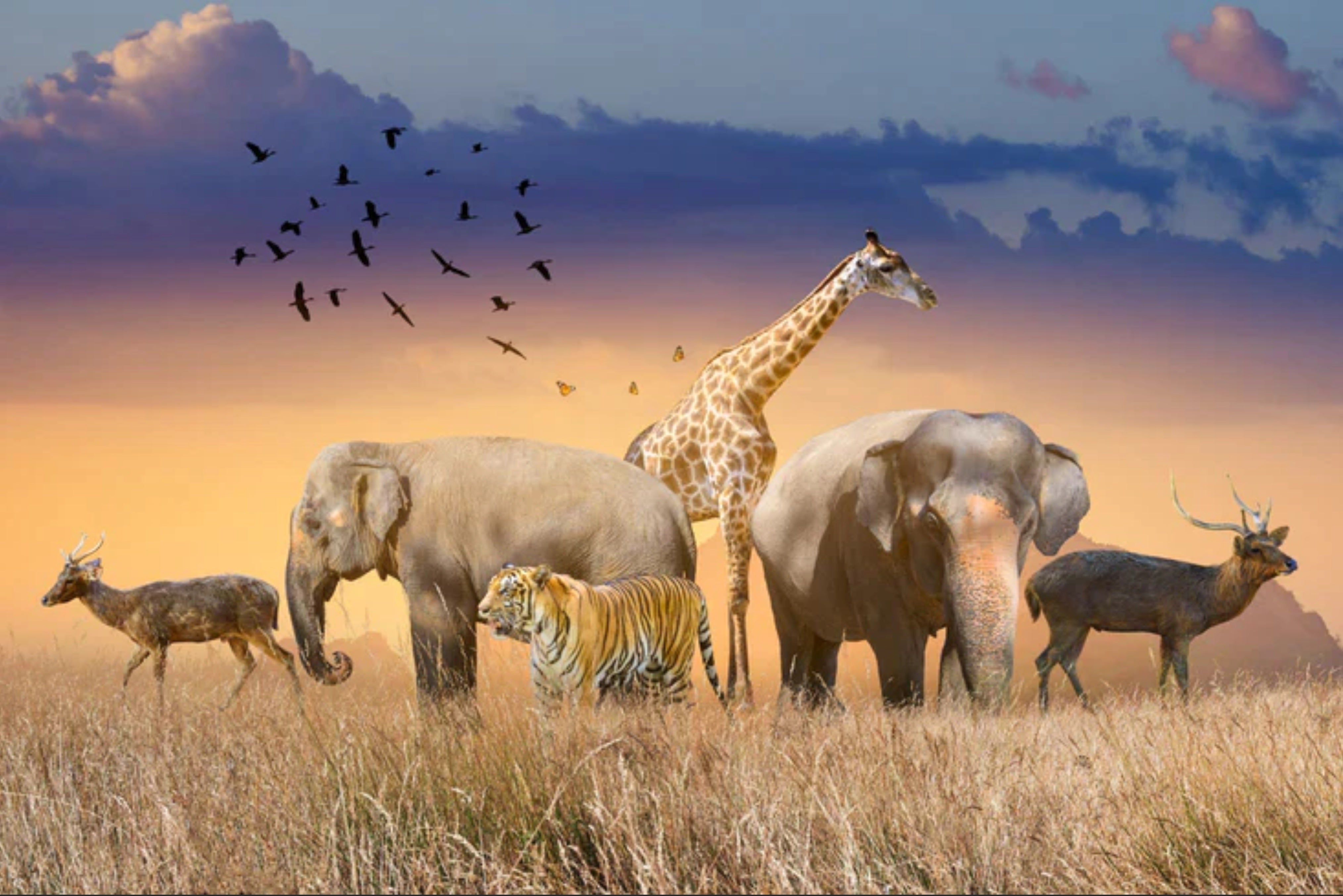 Animals – LetraWalls